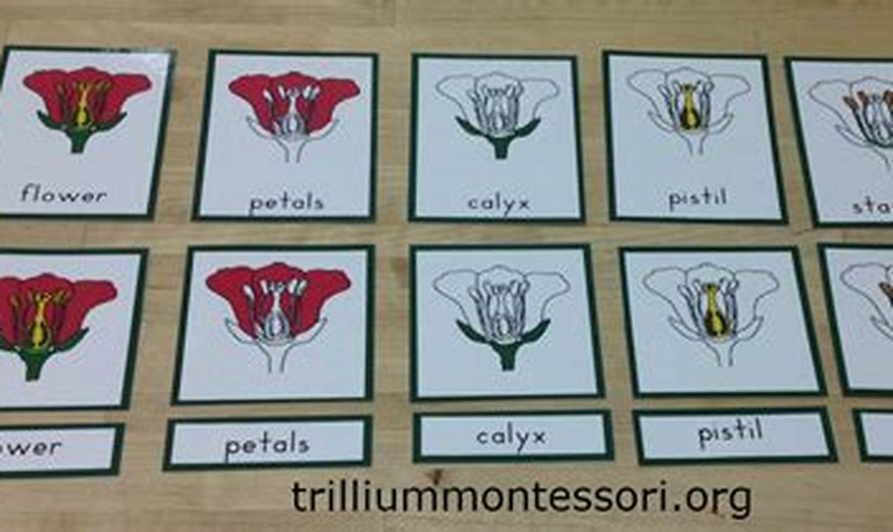 Montessori Parts Of The Flower